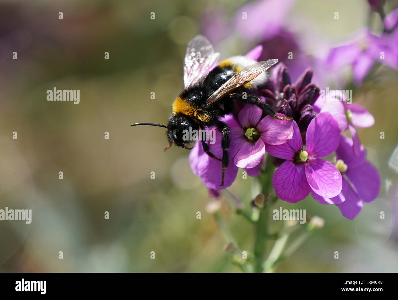 Bee collecting pollen Stock Photo - Alamy