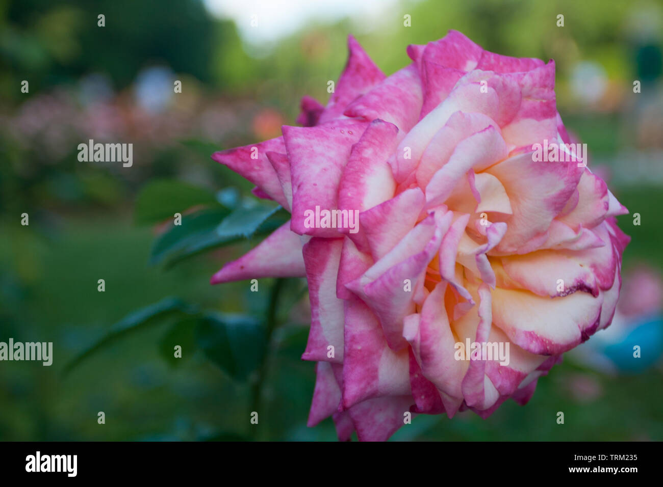 Park of Roses, Columbus, Ohio Stock Photo - Alamy