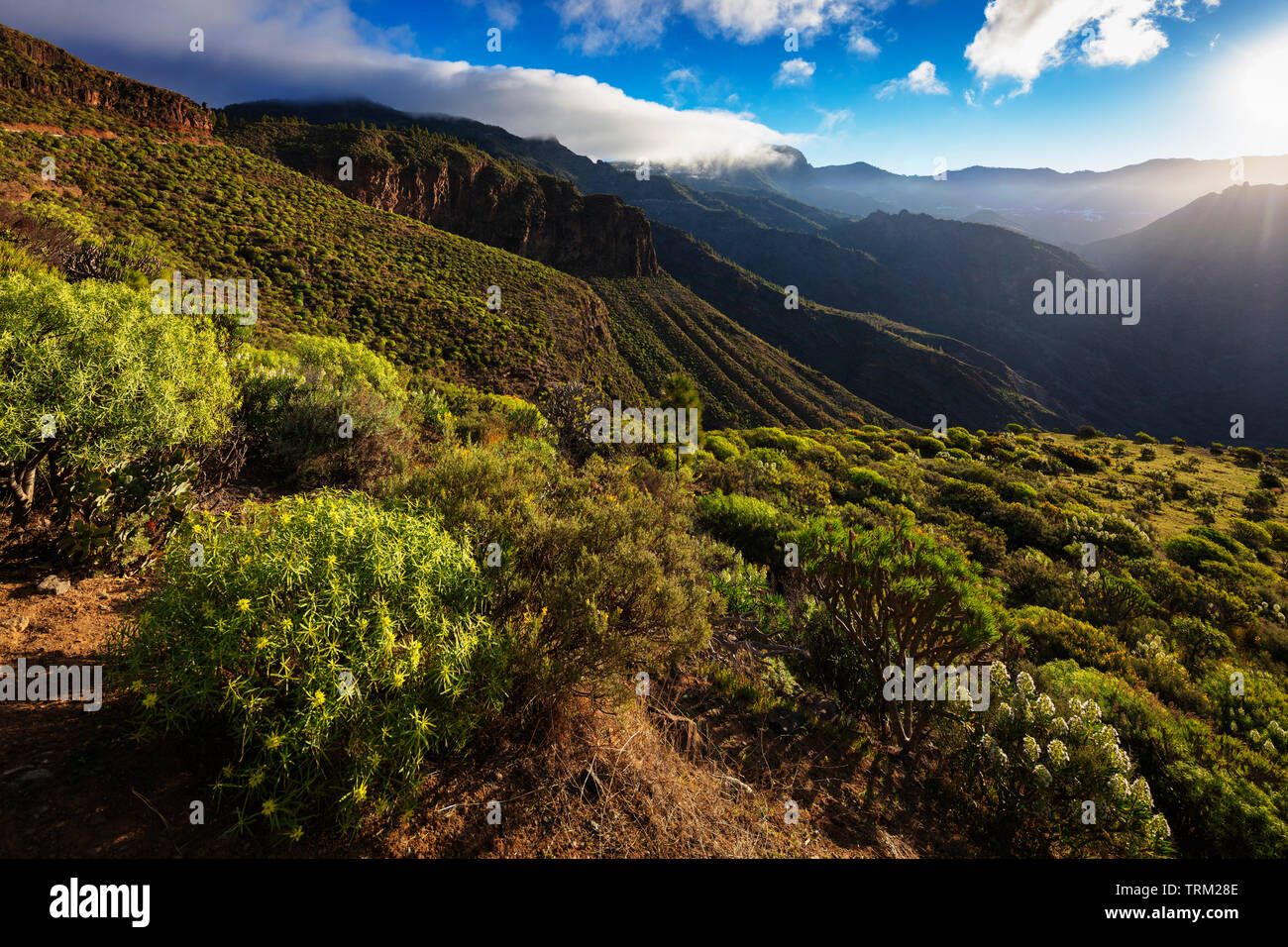 Europe, Spain, Canary Islands, Gran Canaria Stock Photo - Alamy
