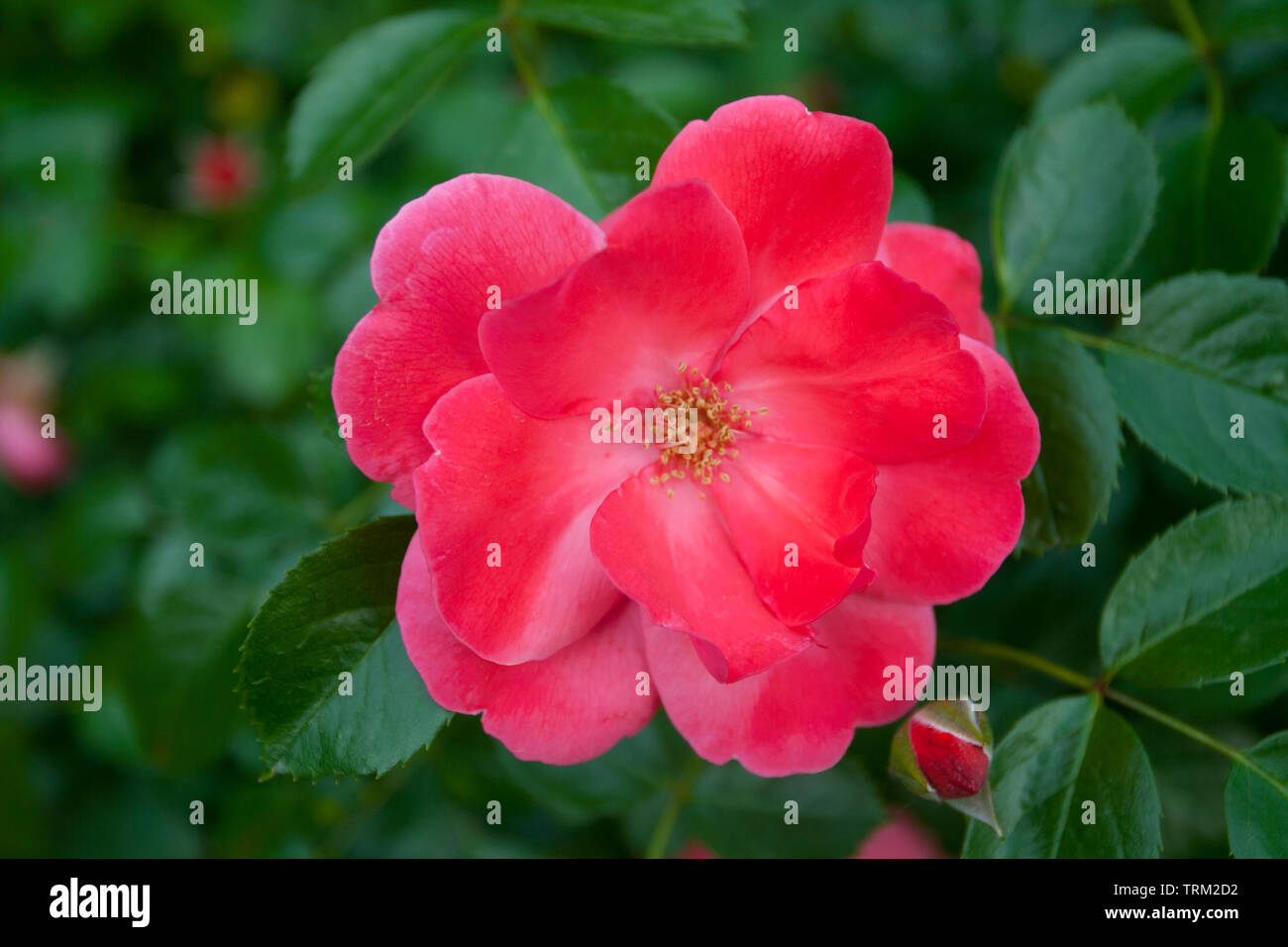 Park of Roses, Columbus, Ohio Stock Photo - Alamy