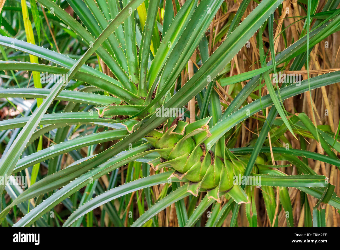 Hala pu hi-res stock photography and images - Alamy