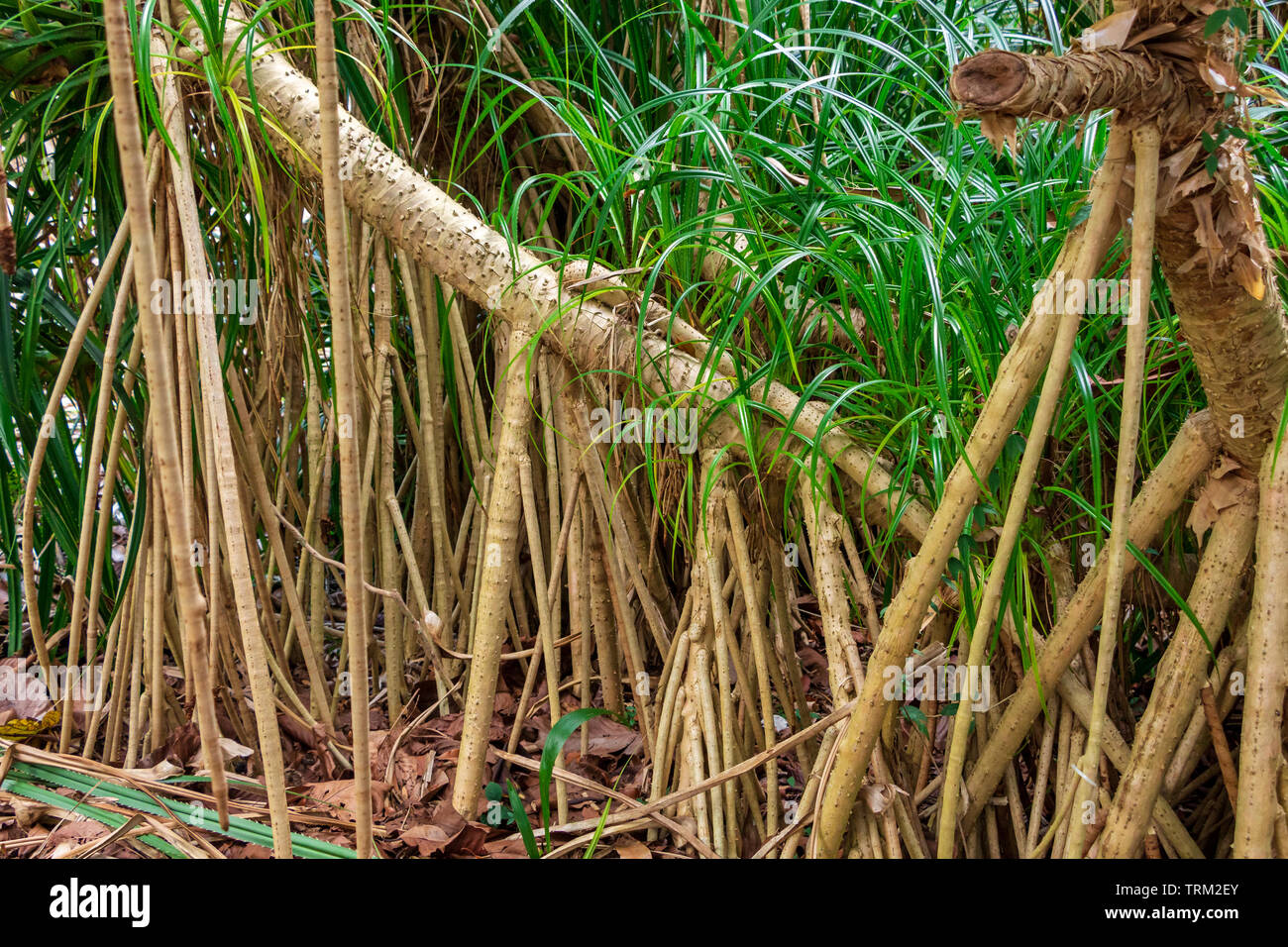 Hala plant hi-res stock photography and images - Alamy