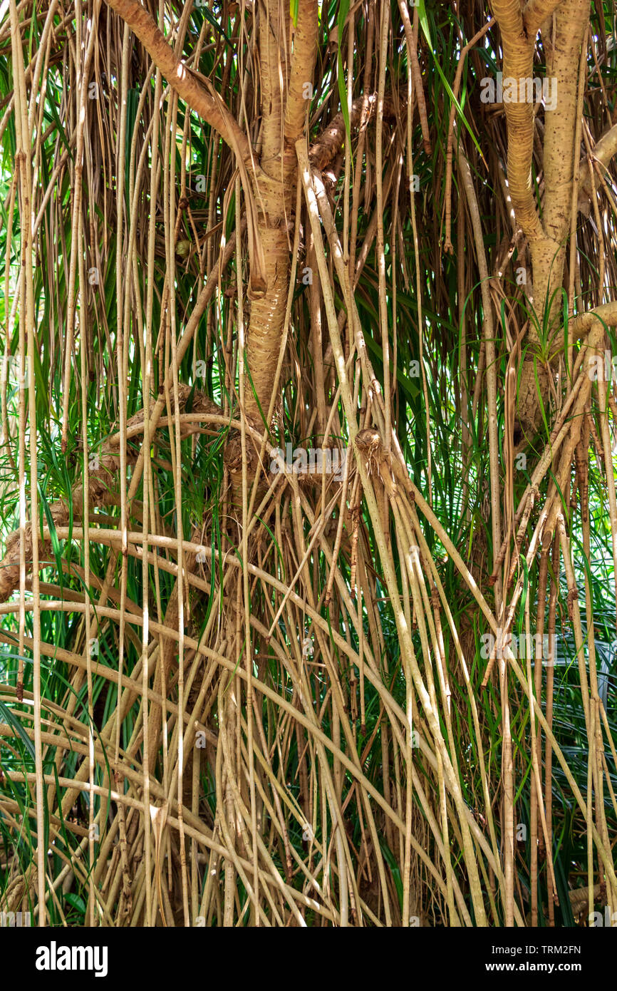 Pandanus tectorius hi-res stock photography and images - Alamy