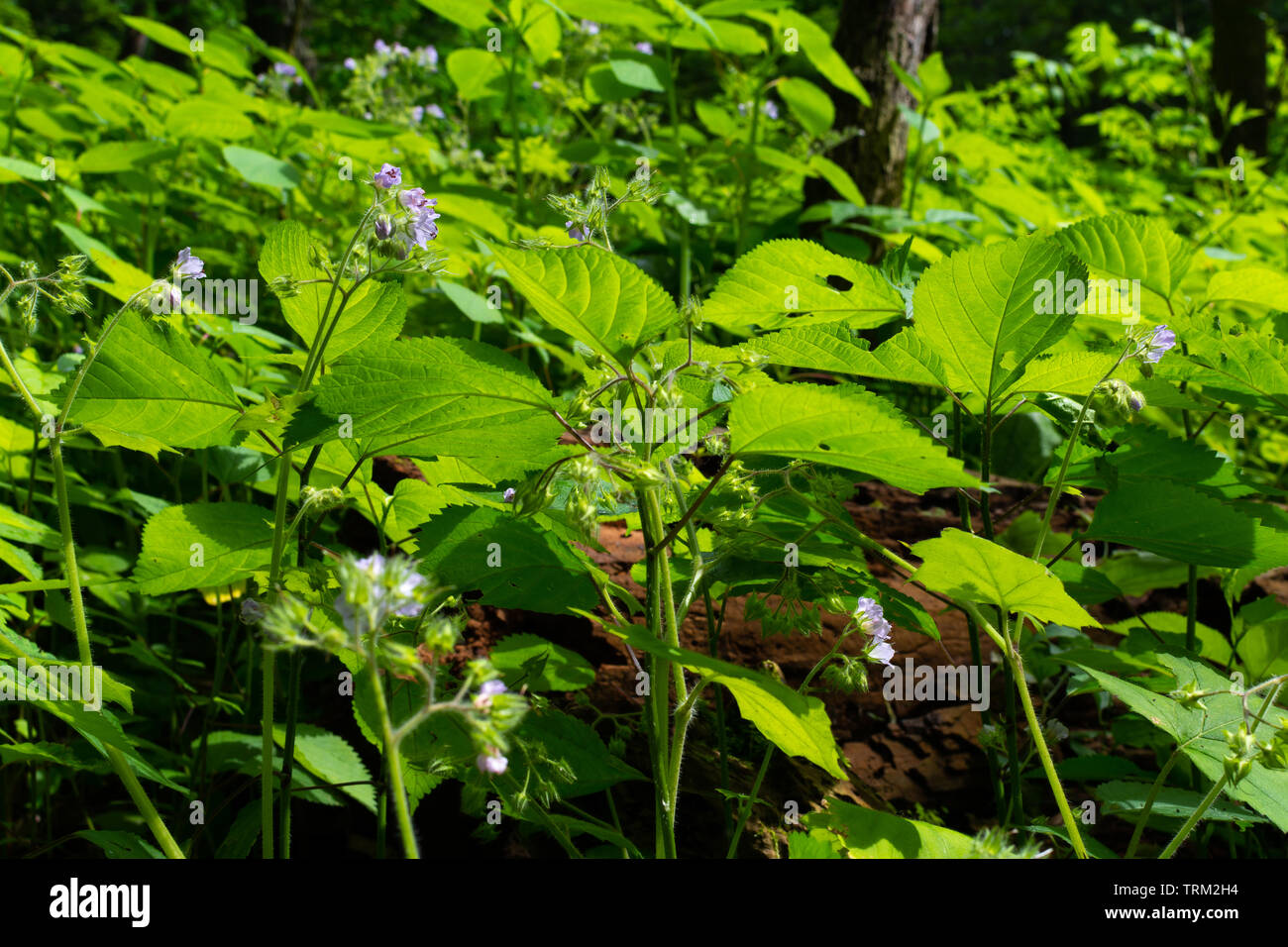 Wildflowers in Illinois Canyon on a beautiful Spring day. Starved Rock ...