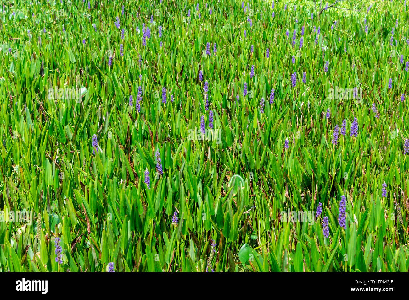 Pickerelweed (Pontederia cordata) - Davie, Florida, USA Stock Photo - Alamy