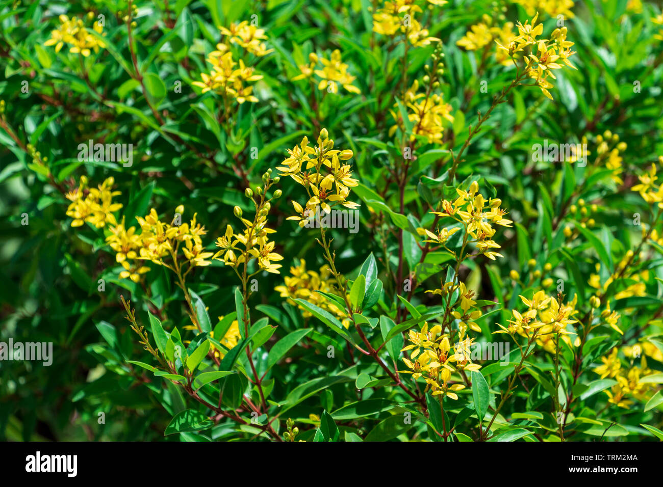 Shower of gold a.k.a. thryallis (galphimia gracilis) yellow flowers - Topeekeegee Yugnee (TY ...