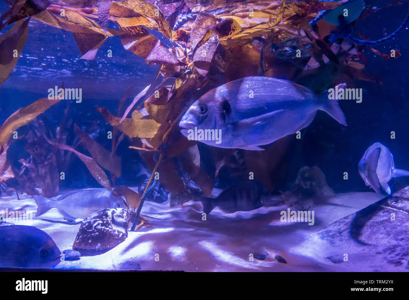 Exhibit fish tank hi-res stock photography and images - Alamy