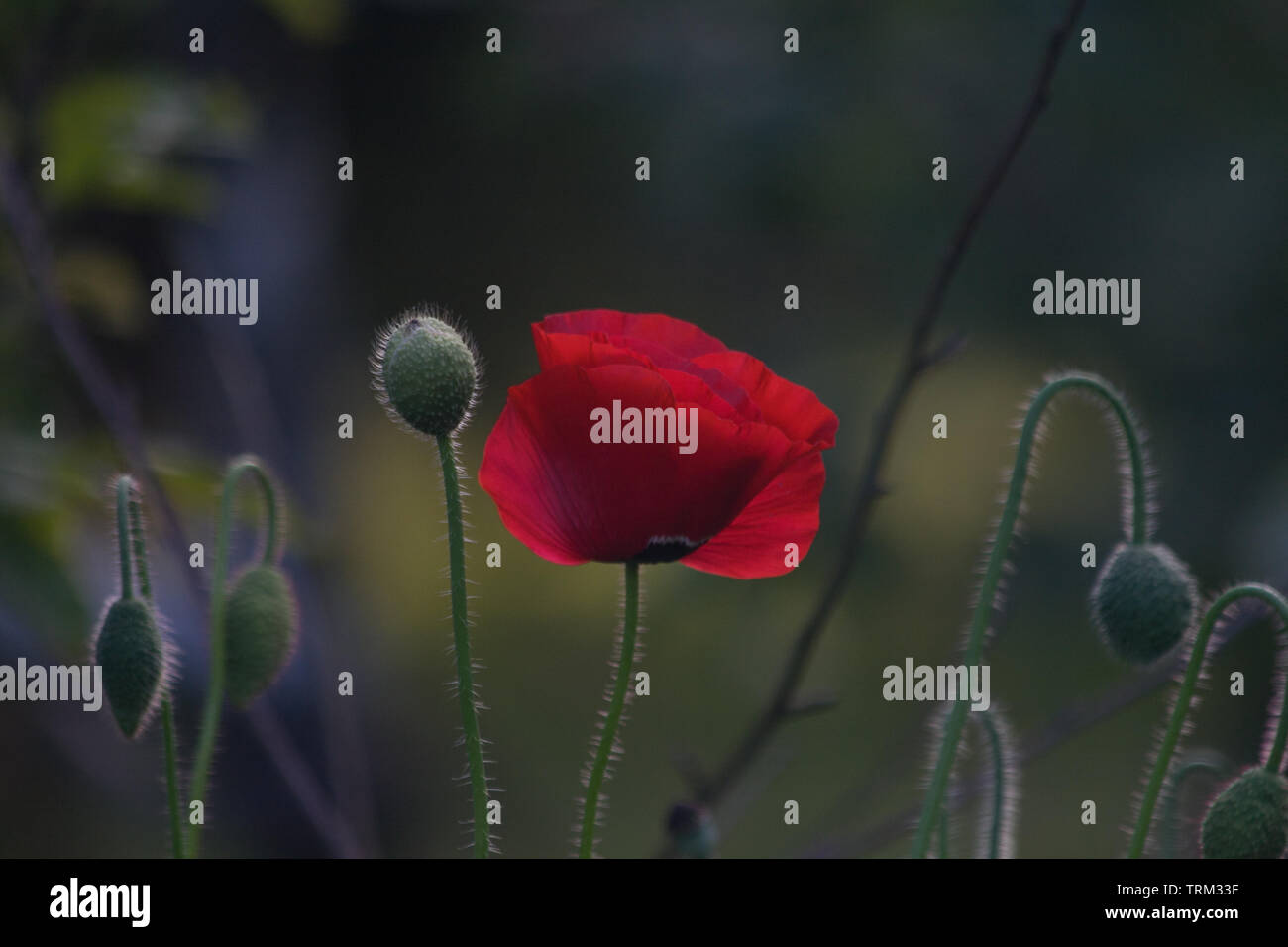 Wild red poppy in a garden in Chile Stock Photo - Alamy