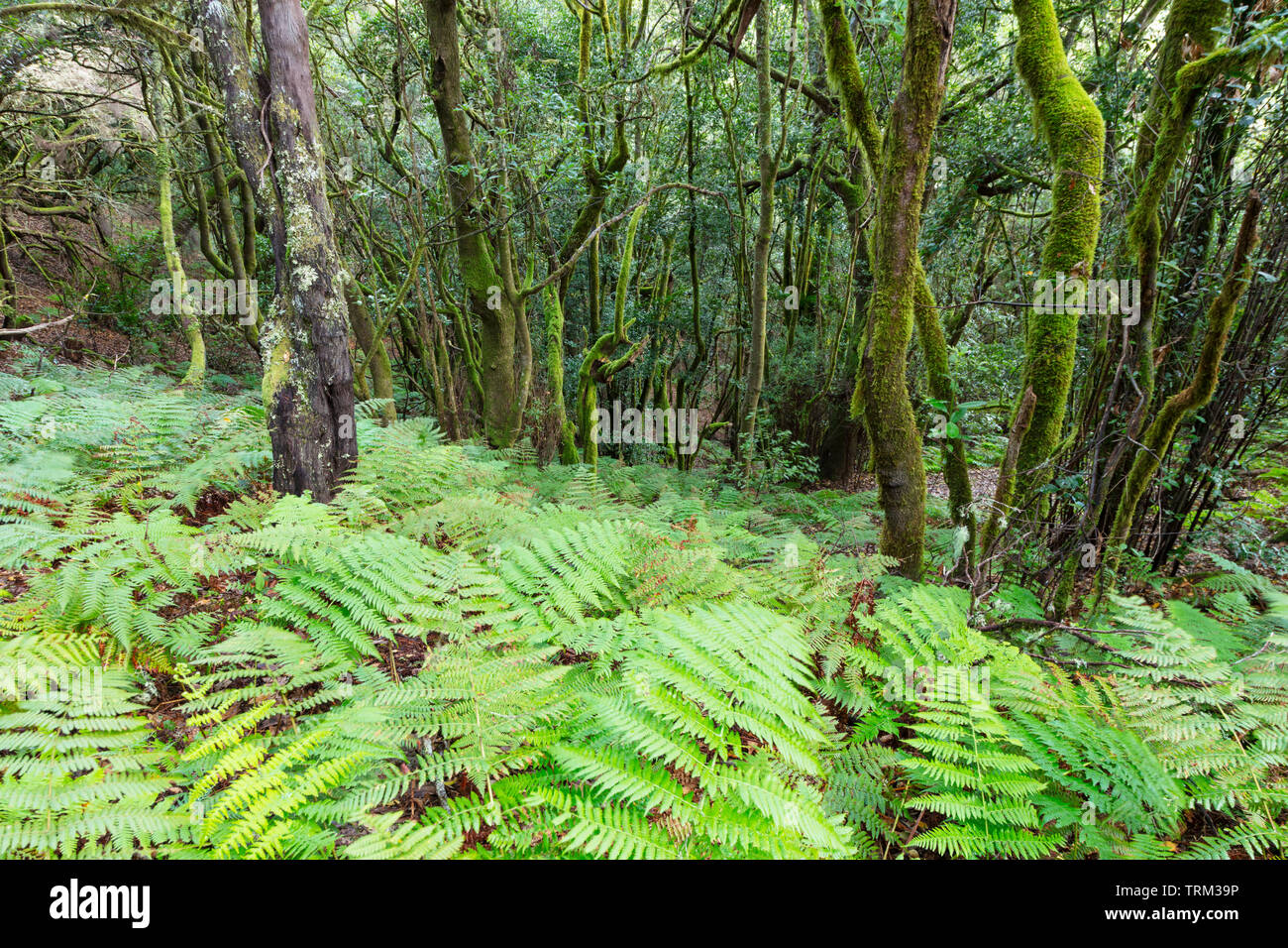Europe, Spain, Canary Islands, La Gomera, Unesco Biosphere site ...