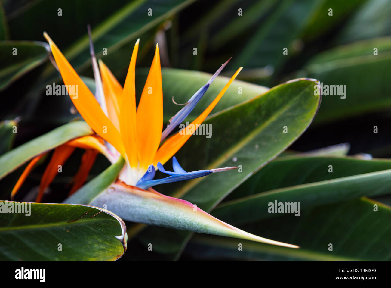Europe, Spain, Canary Islands, La Palma, Unesco Biosphere site, San ...