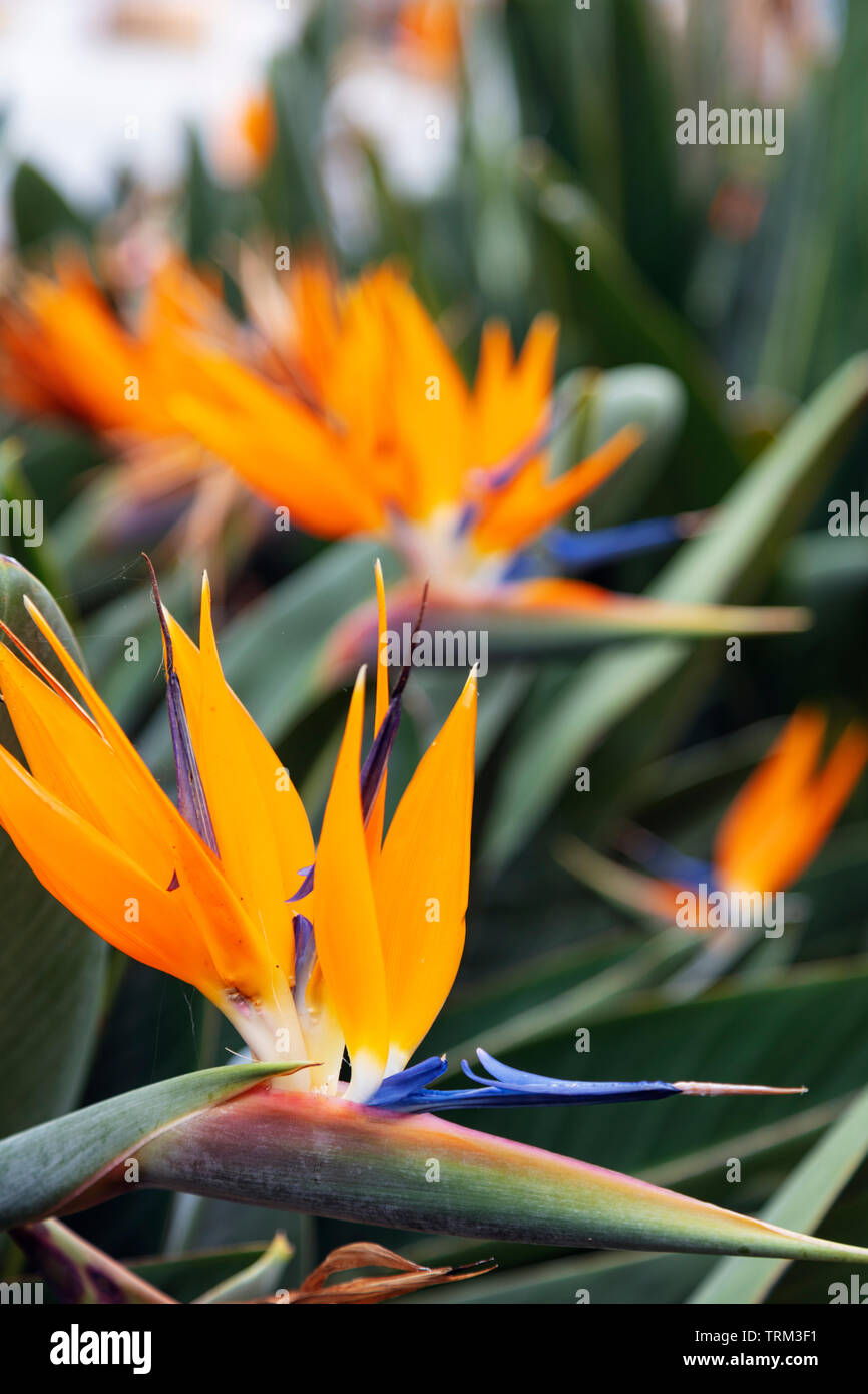 Europe, Spain, Canary Islands, La Palma, Unesco Biosphere site, San ...