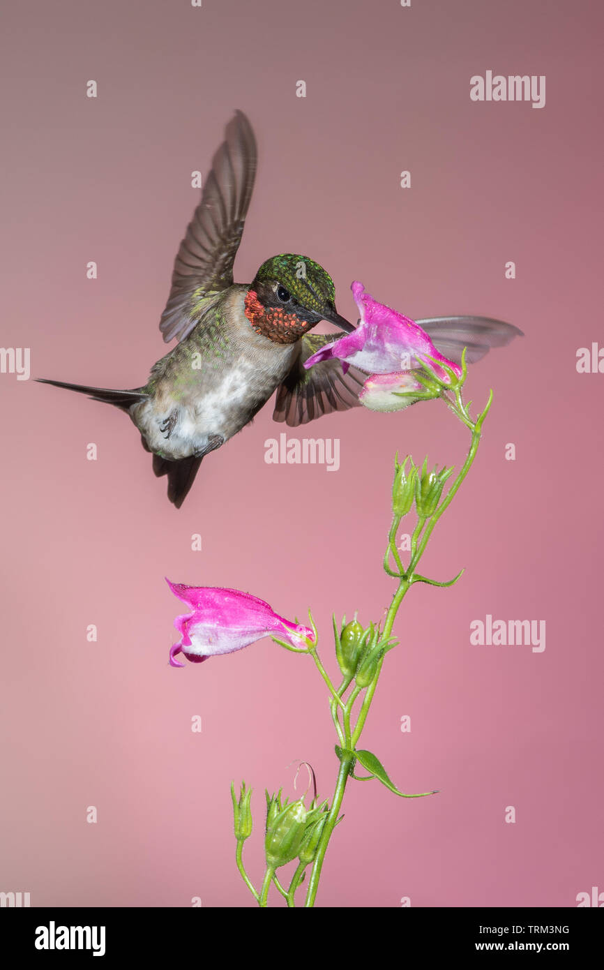 Ruby throated hummingbird hovering hi-res stock photography and images ...