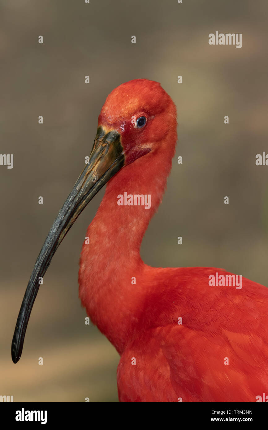 Scarlet ibis trinidad hi-res stock photography and images - Alamy