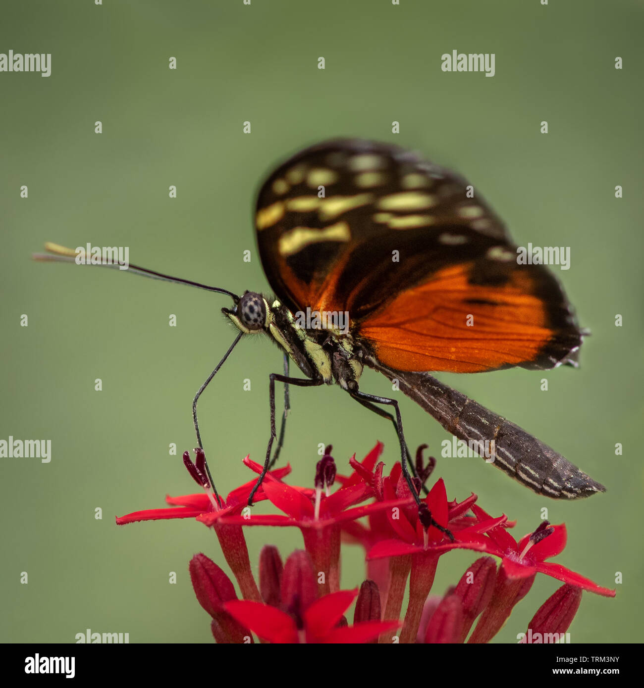Tiger Longwing Butterfly Stock Photo - Alamy