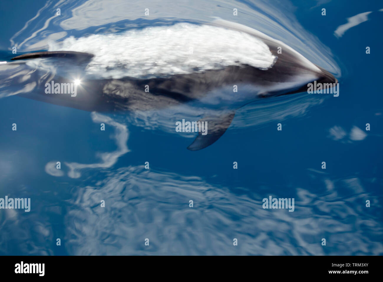 This common dolphin, Delphinus delphis, one in a school of over 1000 ...