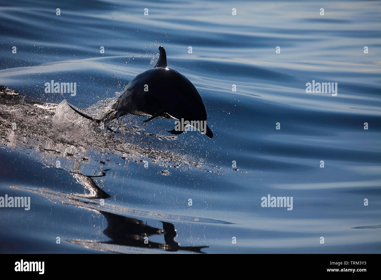 A Pacific spotted dolphin, Stenella attenuata, leaps out of a wave face ...