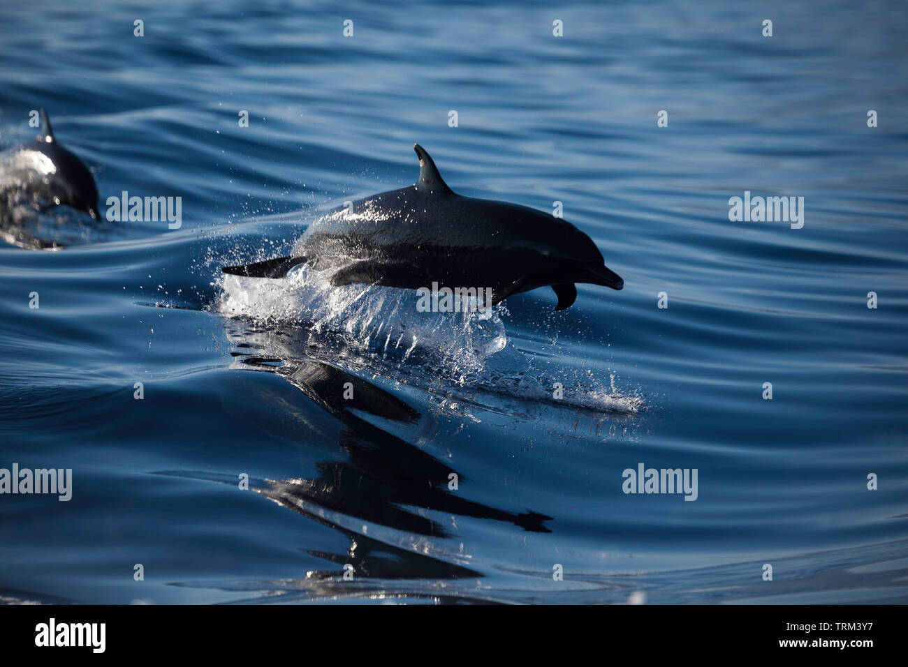 A Pacific spotted dolphin, Stenella attenuata, leaps out of a wave face ...