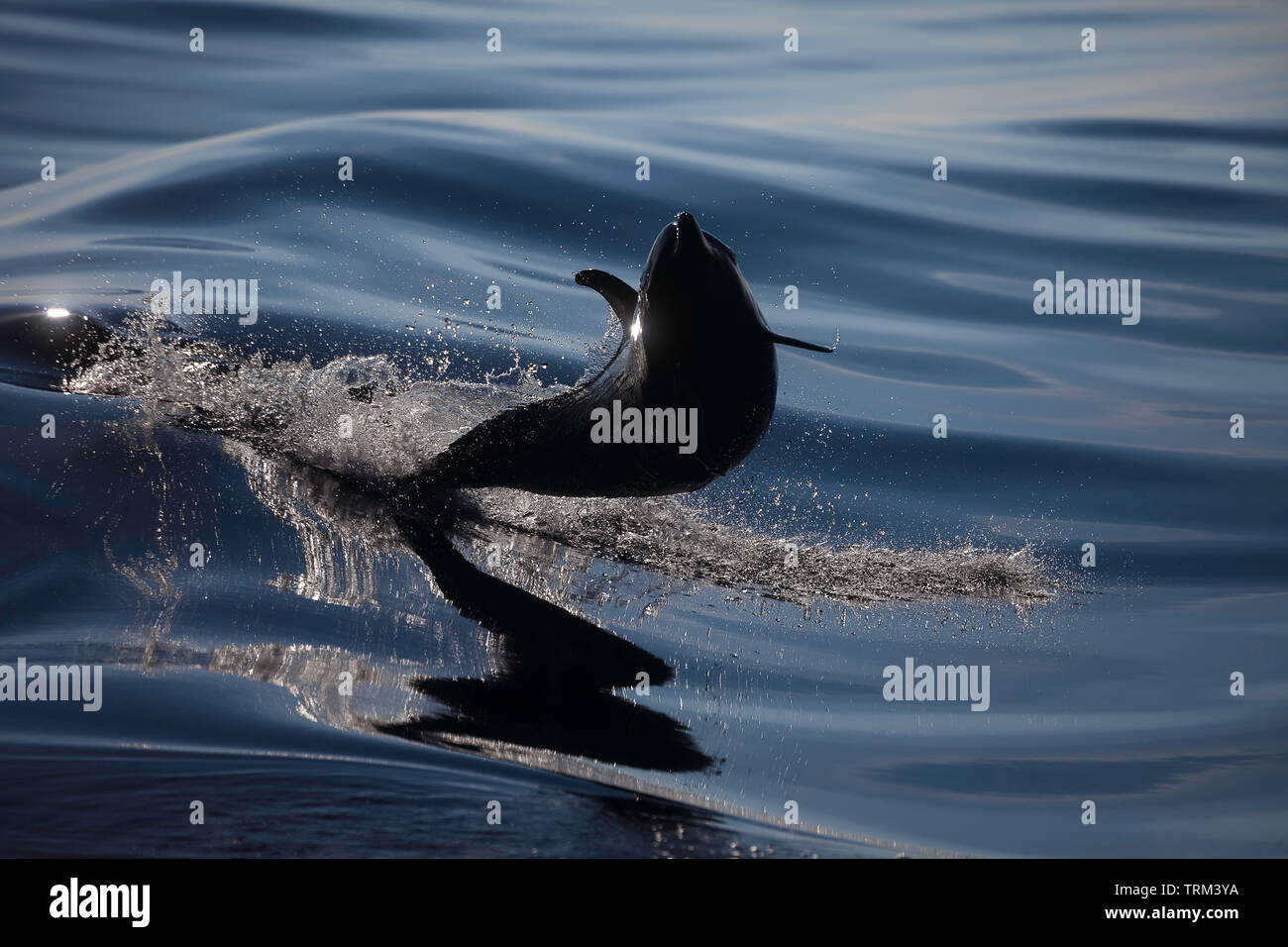 A Pacific spotted dolphin, Stenella attenuata, leaps out of a wave face ...