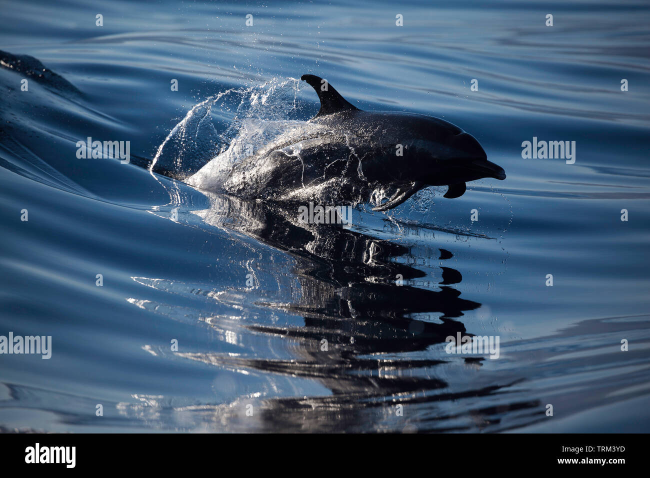 A Pacific spotted dolphin, Stenella attenuata, leaps out of a wave face ...