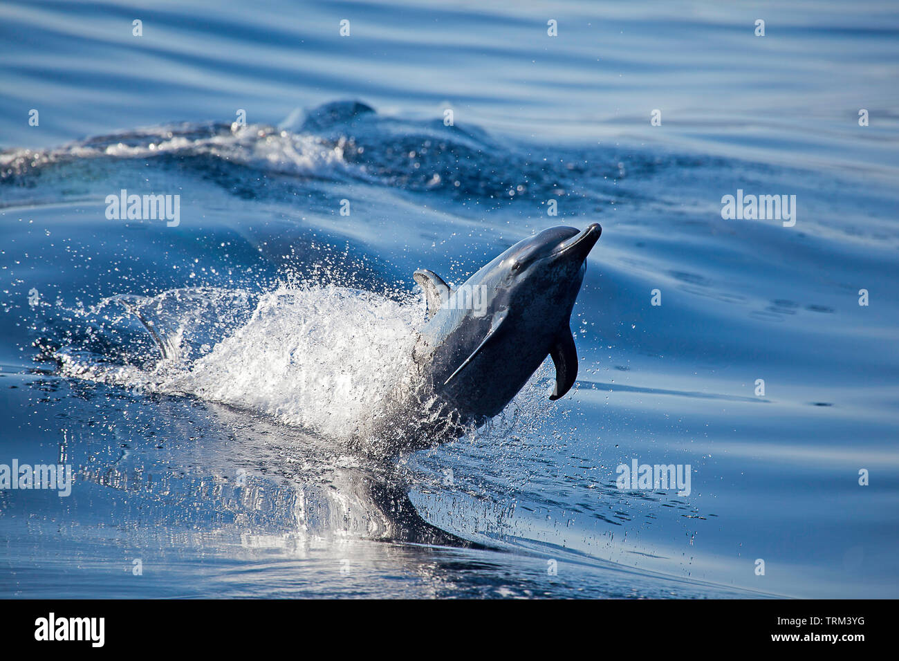 Pacific spotted dolphin, Stenella attenuata, Hawaii Stock Photo - Alamy