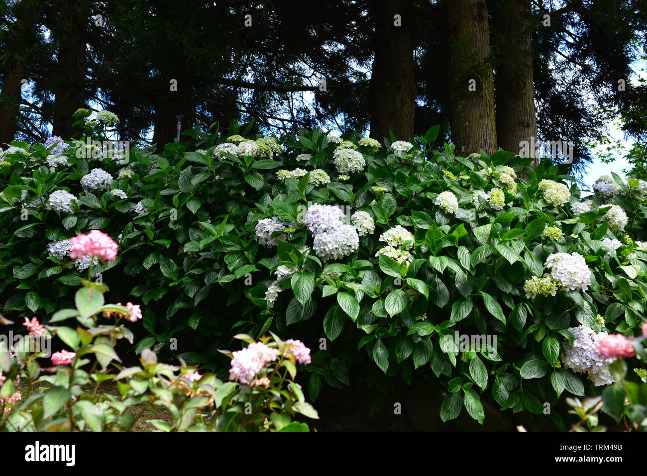 Hydrangea taiwan hi-res stock photography and images - Alamy