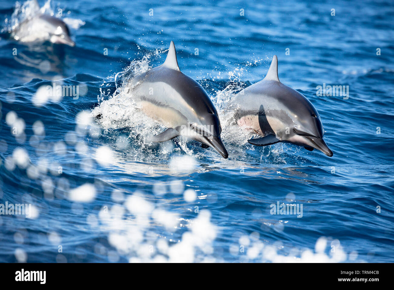 Air hawaii hi-res stock photography and images - Alamy