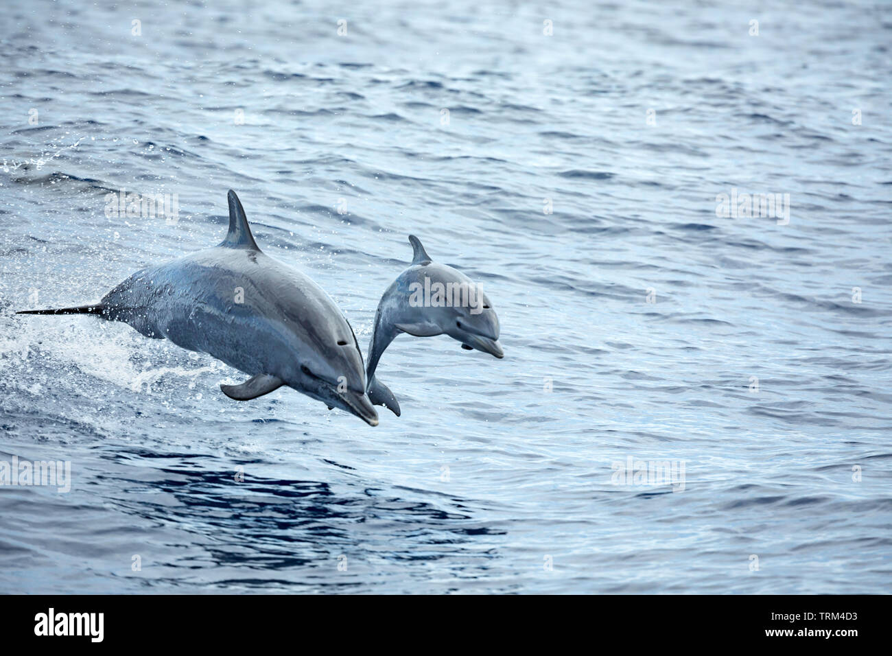 A mother and baby Pantropical spotted dolphin, Stenella attenuata, leap ...
