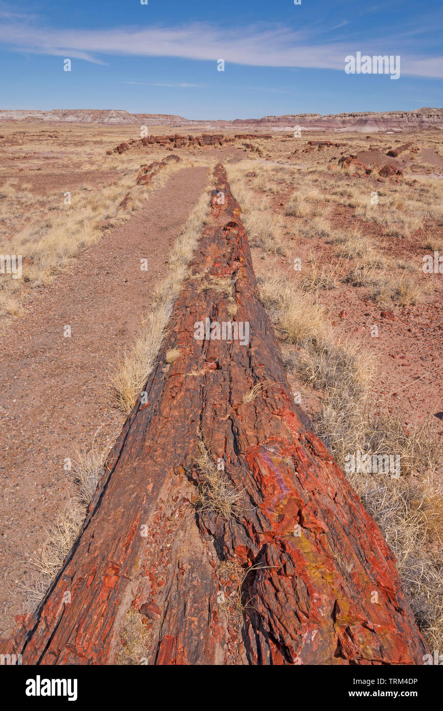 Fossilized log hi-res stock photography and images - Alamy