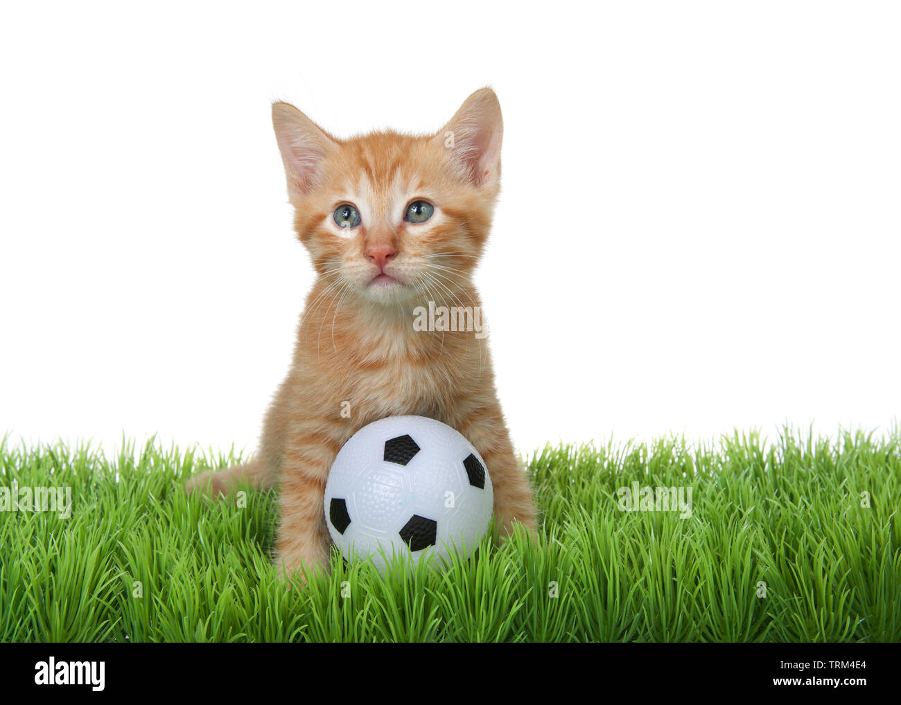 Orange tabby kitten sitting in green grass with miniature soccer ball ...