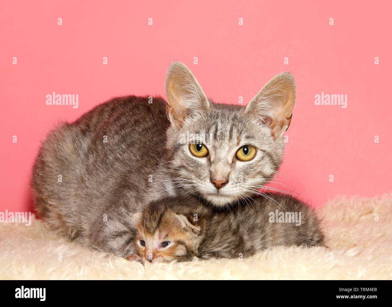 Female tan and black tabby cat, mother, with one week old kitten under ...