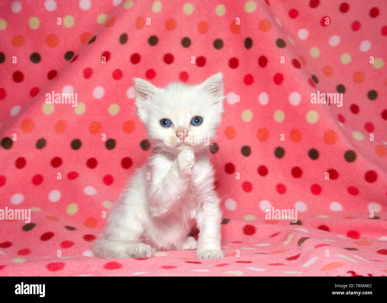 Shushing hi-res stock photography and images - Alamy