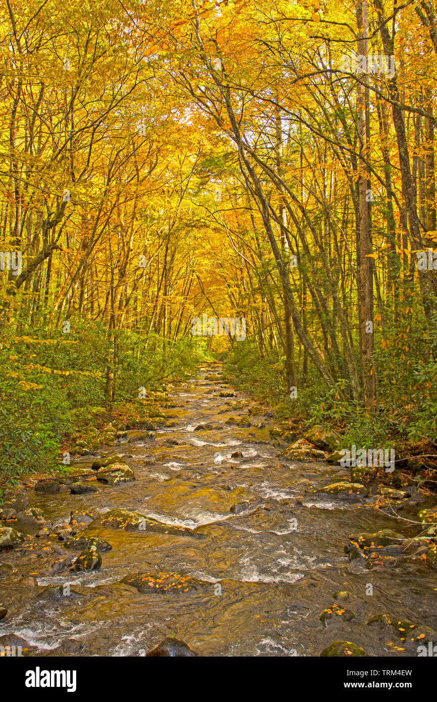 Wild Stream Flowing Through a Canopy of Yellow in Great Smoky Mountains ...