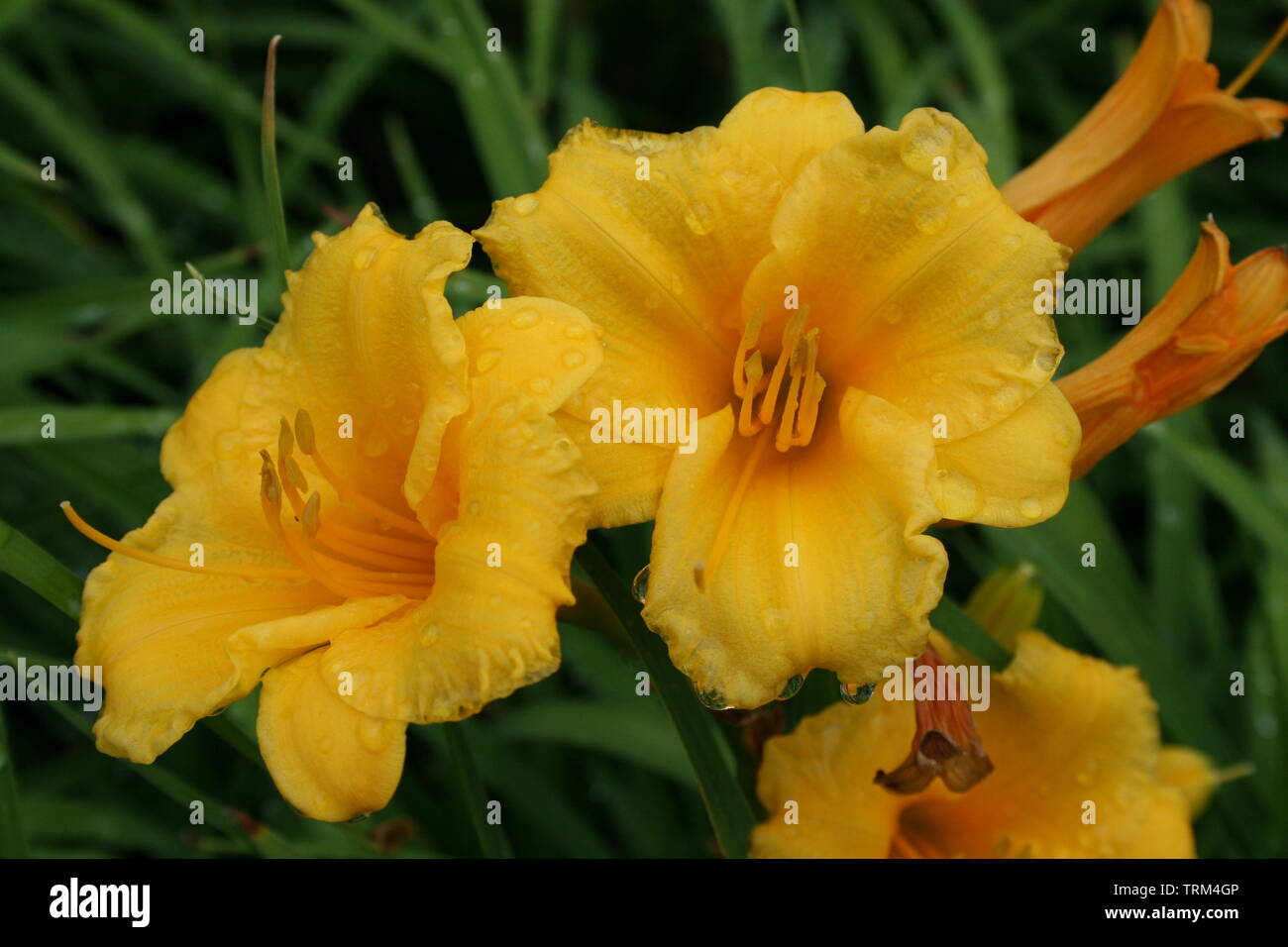 Golden trumpets hi-res stock photography and images - Alamy