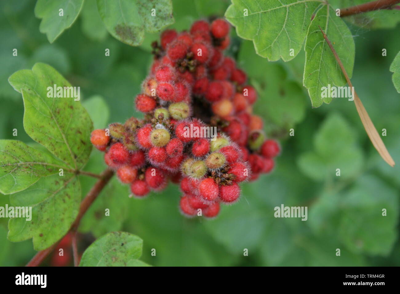 Fuzzy berries hi-res stock photography and images - Alamy