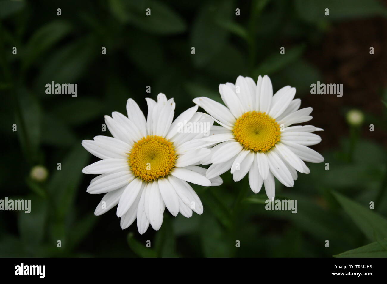 Two daisies hi-res stock photography and images - Alamy