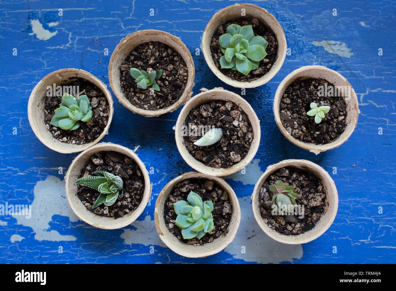 Propagated succulent plant cuttings planted in biodegradable paper ...