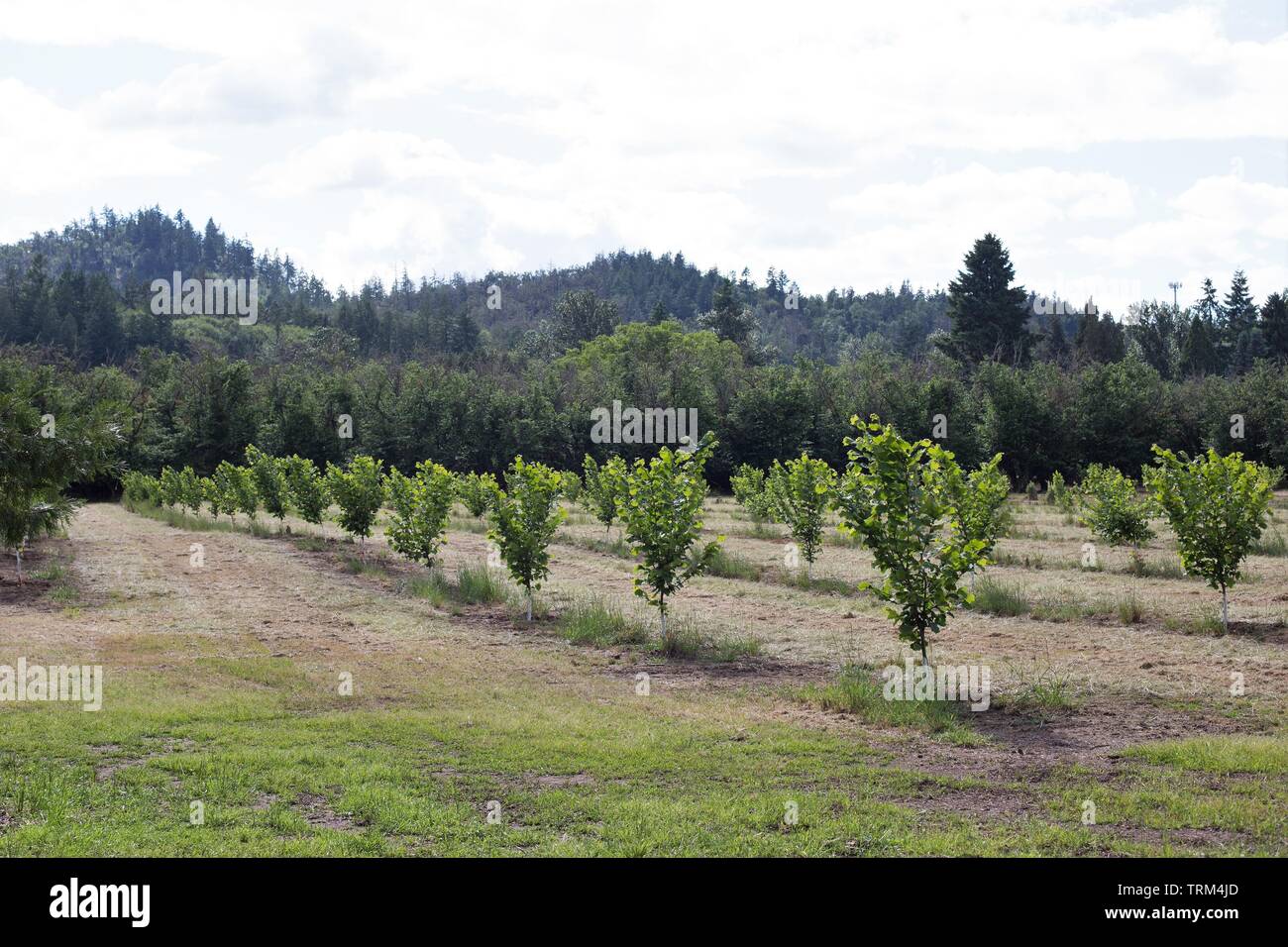 A hazelnut orchard at Dorris Ranch in Springfield, Oregon, USA Stock ...