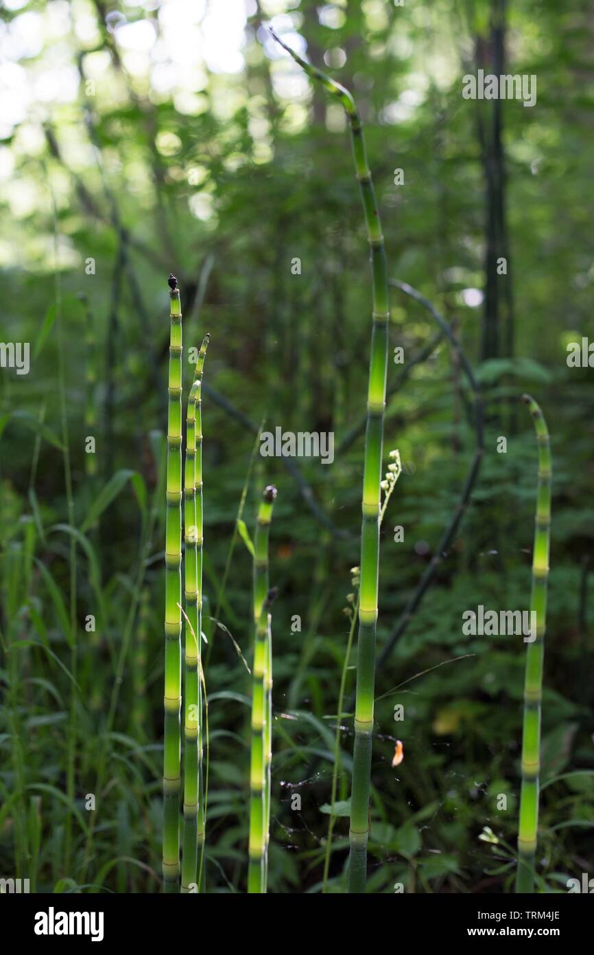 Rough horsetail equisetum hyemale hi-res stock photography and images ...