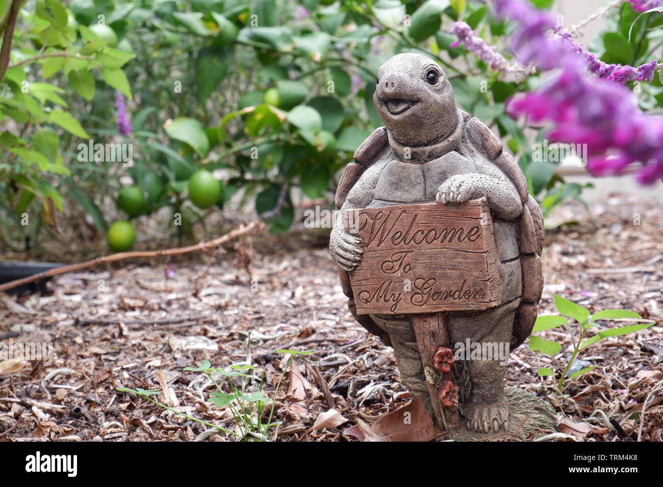 Turtle garden ornament Stock Photo - Alamy