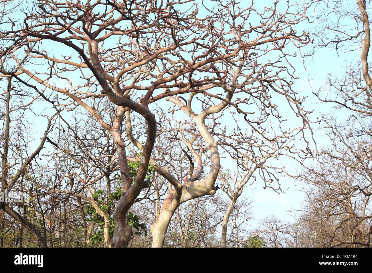 Seoni chhindwara forest hi-res stock photography and images - Alamy