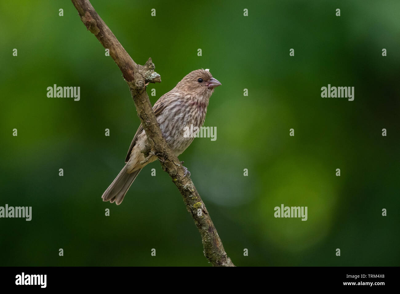 House finch hi-res stock photography and images - Alamy