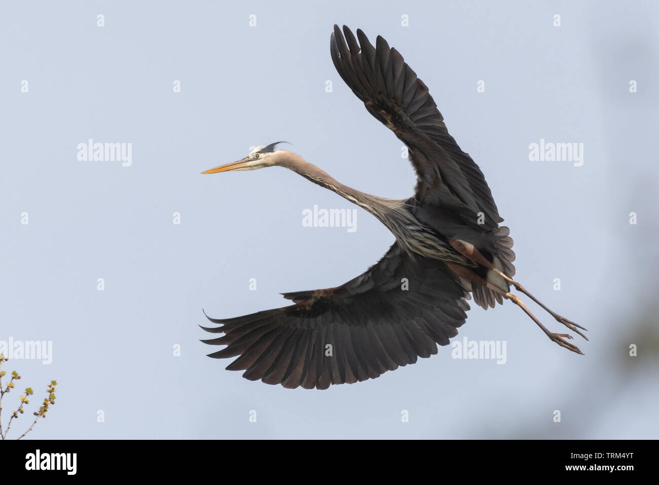 Great Blue Heron in flight Stock Photo - Alamy