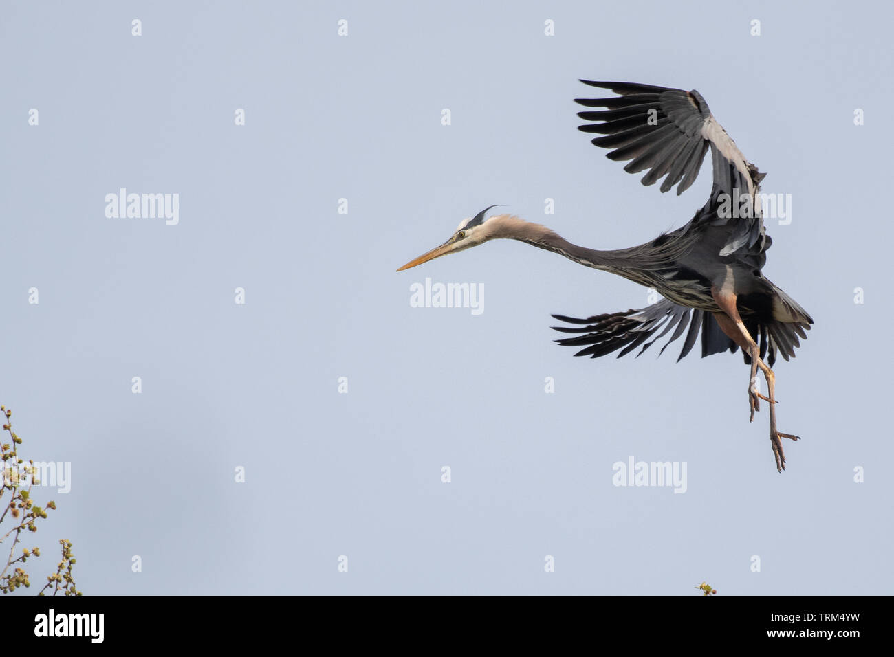 Great Blue Heron in flight Stock Photo - Alamy