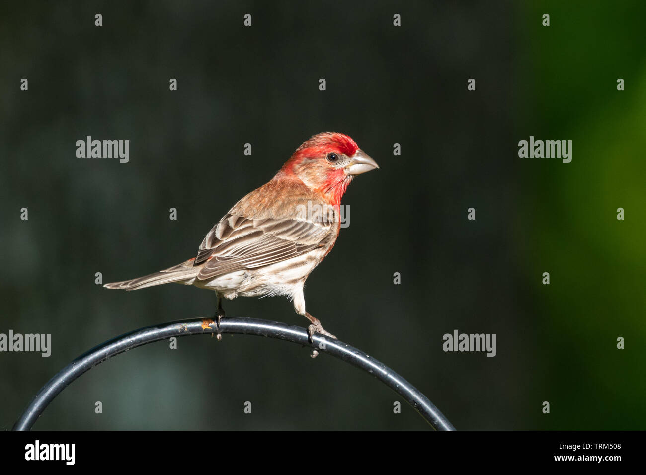 Streaky metal hi-res stock photography and images - Alamy