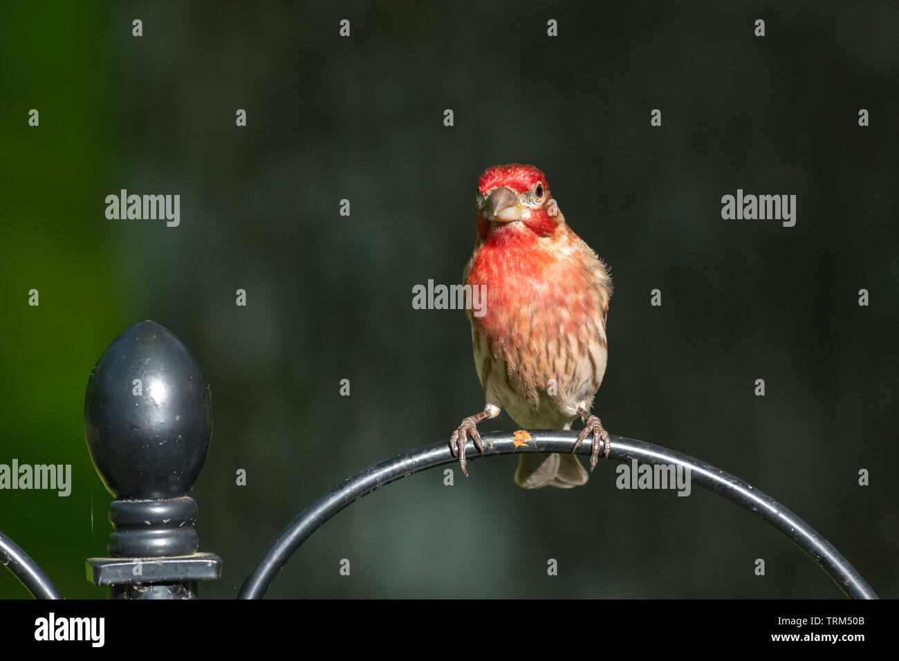 Male house finch perched looking direct at camera Stock Photo - Alamy