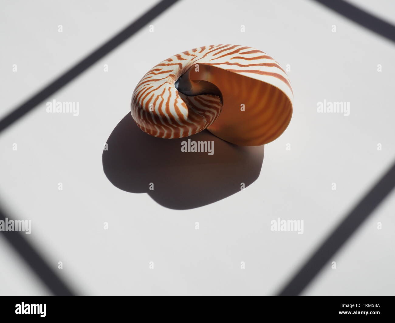 Conch asia hi-res stock photography and images - Alamy