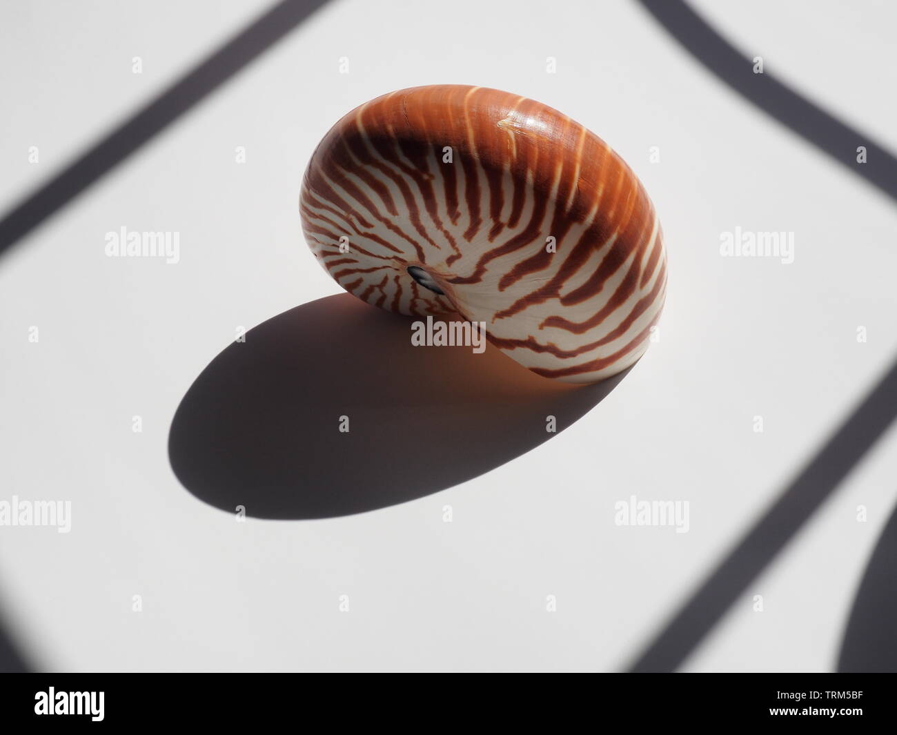 Nautilus conch shell in bright sun on a white background Stock Photo ...