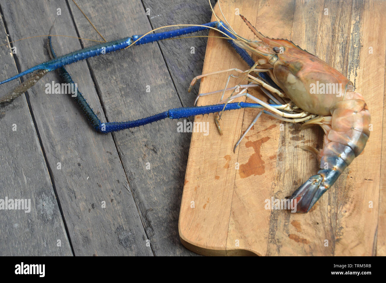 Macrobrachium rosenbergii. hi-res stock photography and images - Alamy