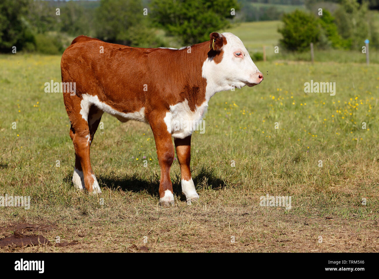 Profile view of a standing red and white calf facing right Stock Photo ...