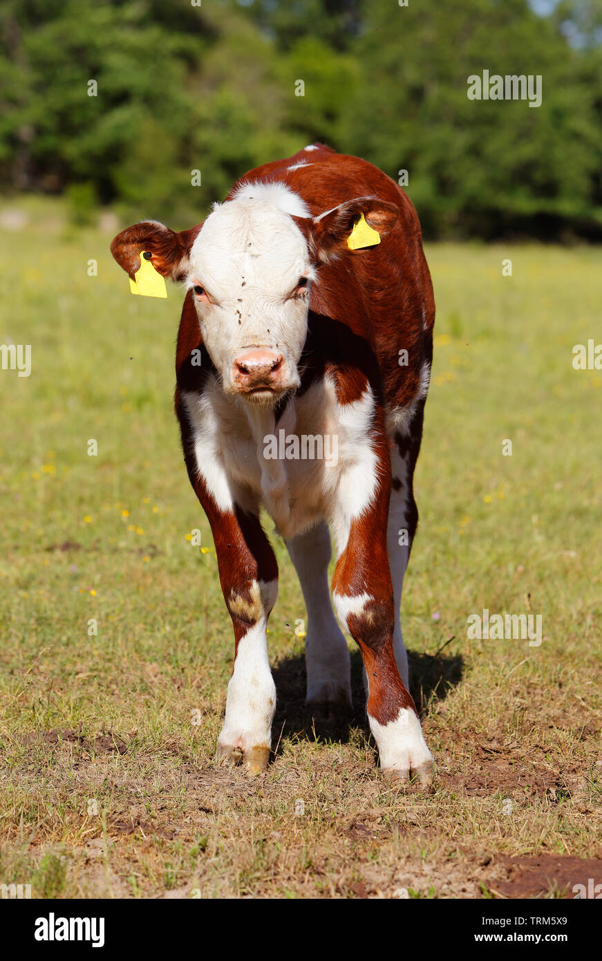 Frontal view of one red and white calf standing Stock Photo - Alamy